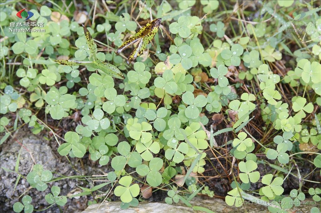 Marsilea minuta - PictureThis