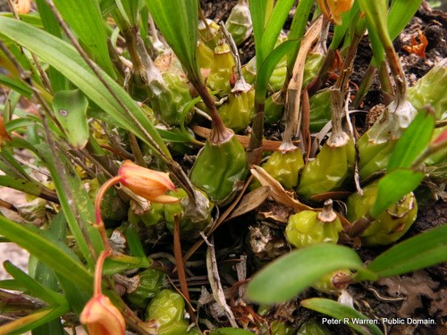 Polystachya ottoniana - PictureThis