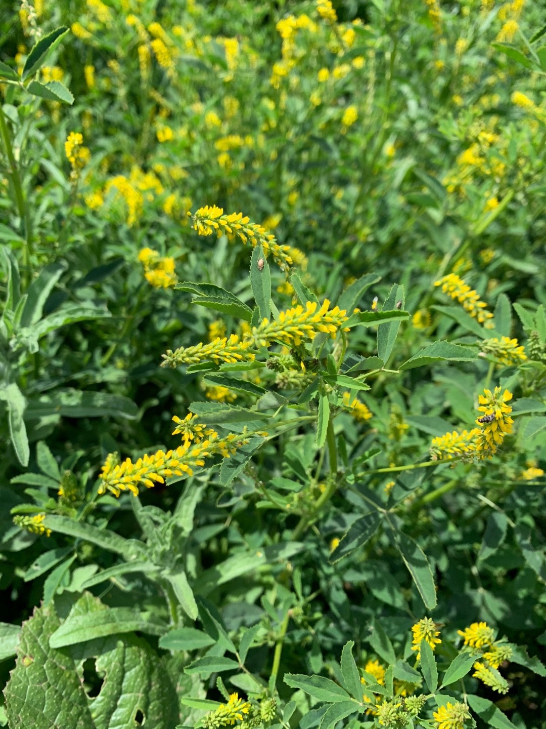 Melilotus altissimus - PictureThis