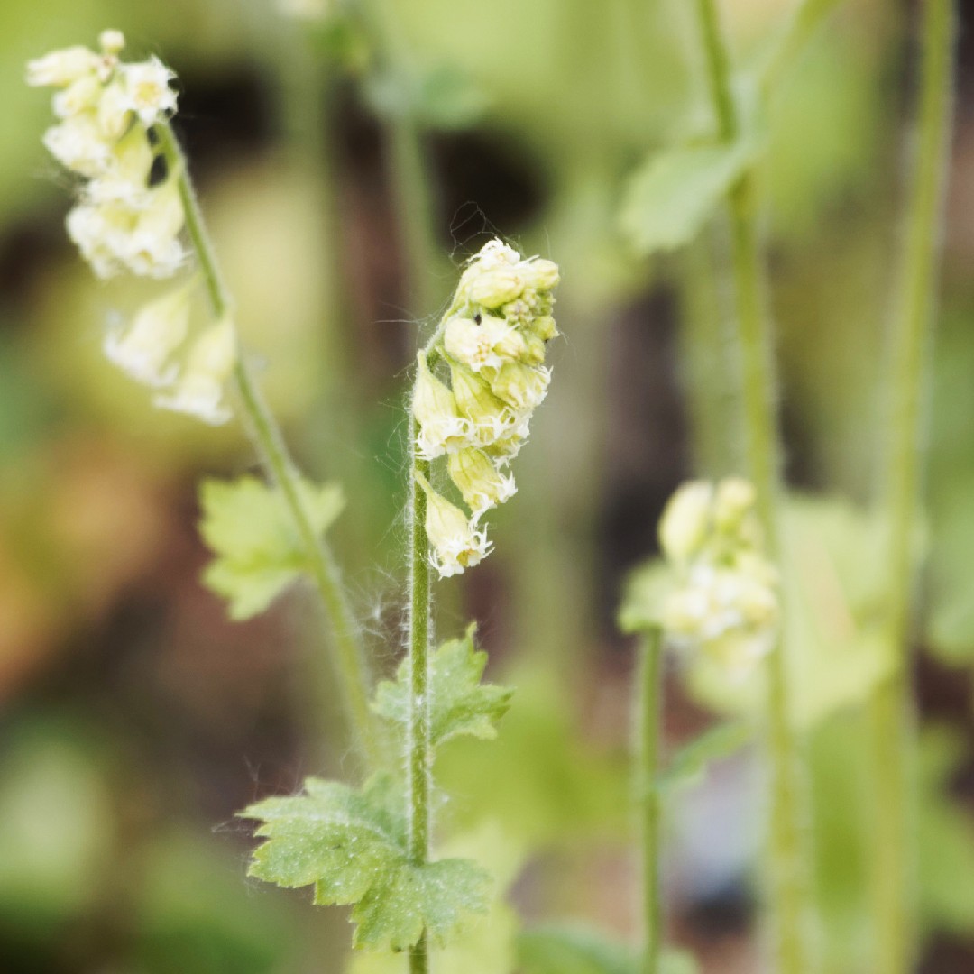 Tellima grandiflora - PictureThis