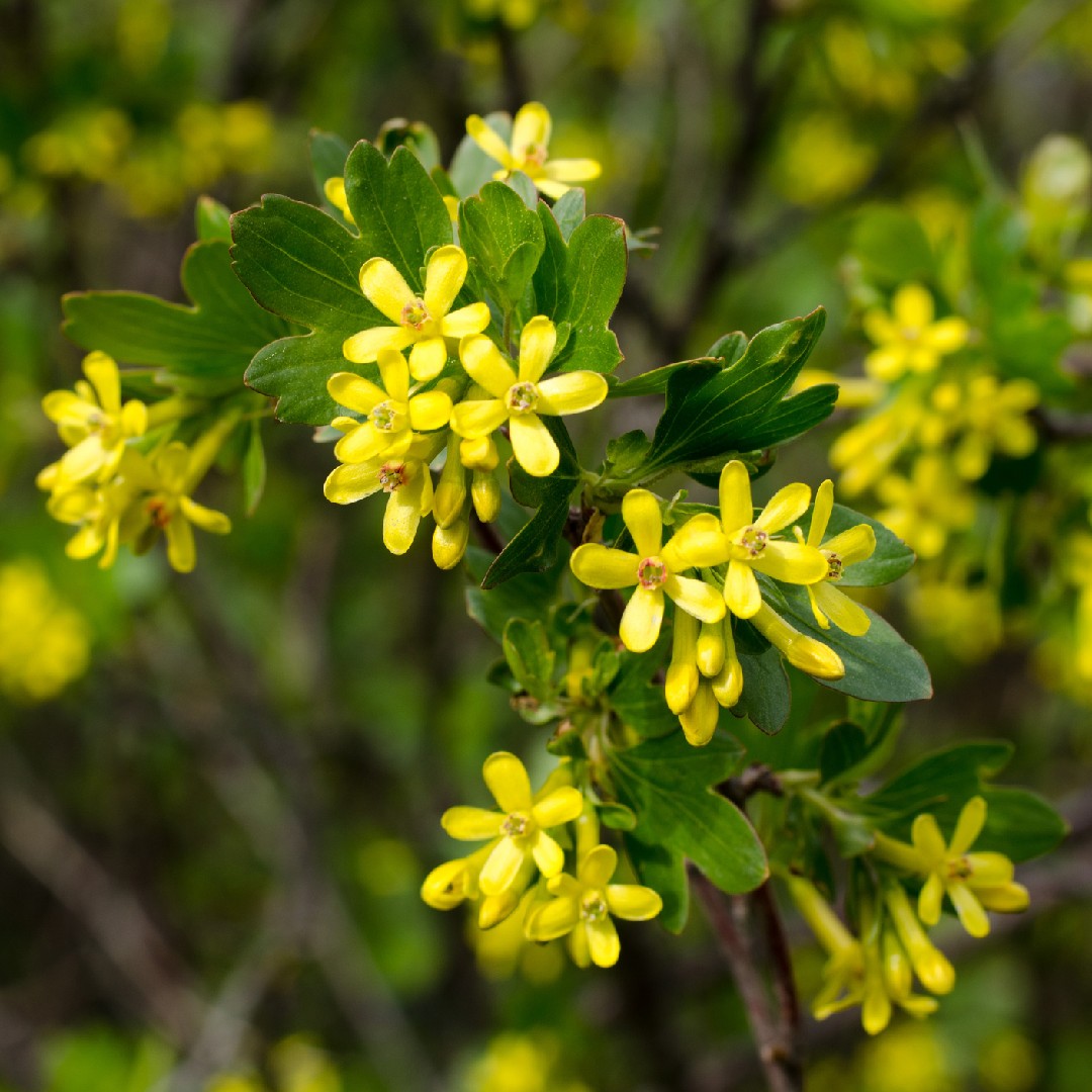 Golden currant (Ribes aureum) - PictureThis
