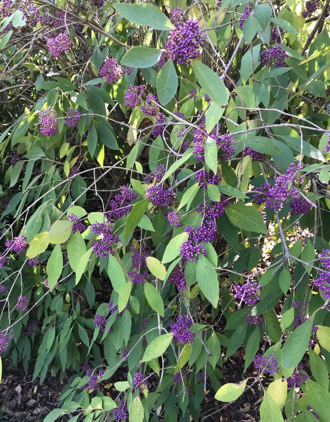 Callicarpa japonica - PictureThis