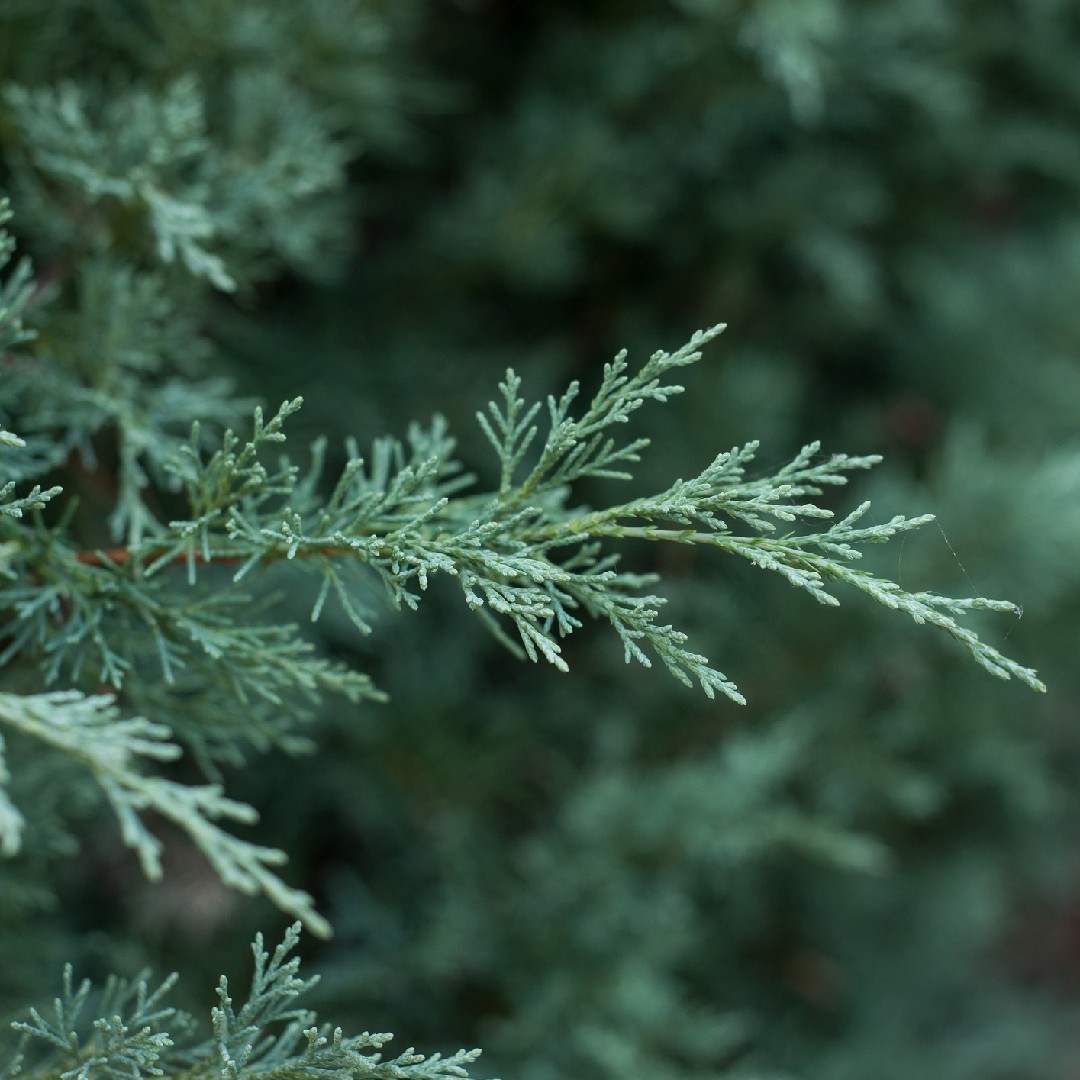 Cupressus funebris - PictureThis