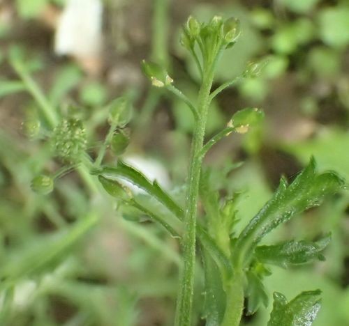 Lepidium (Lepidium) - PictureThis