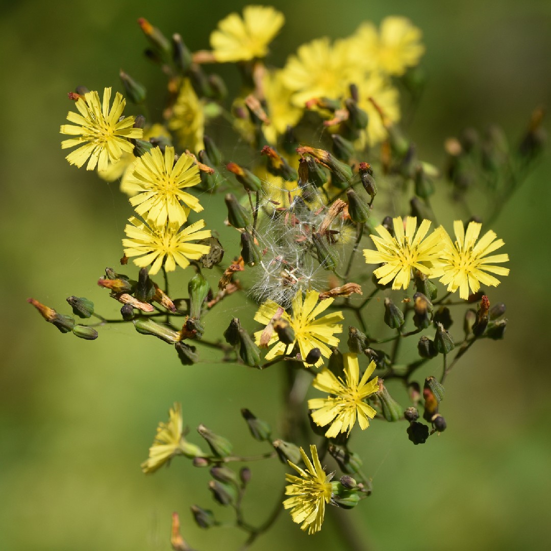 Youngia japonica - PictureThis