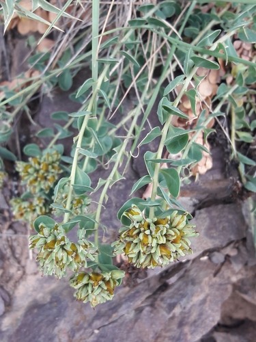 Telephium imperati - PictureThis