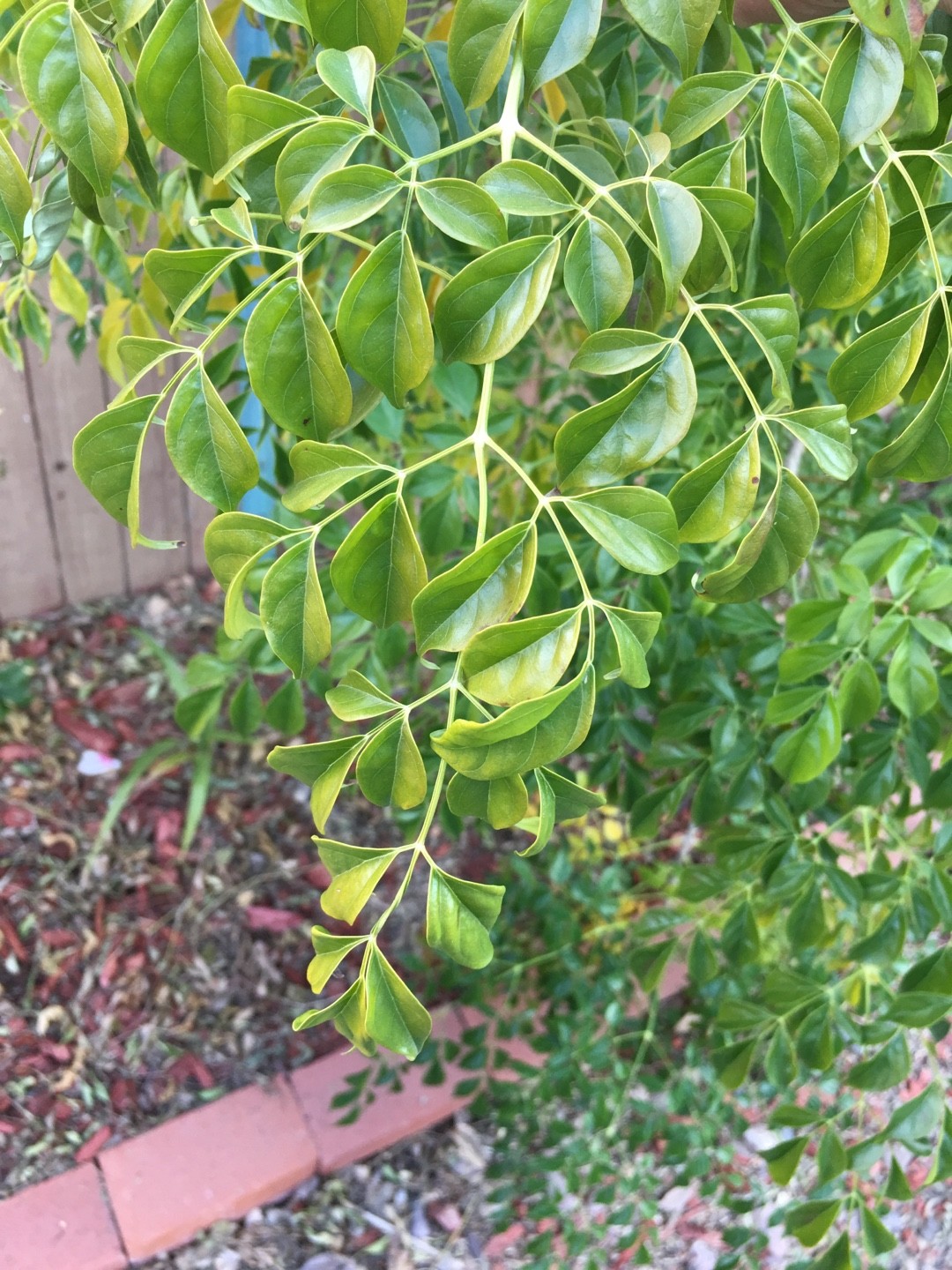 Heteropanax fragrans - PictureThis
