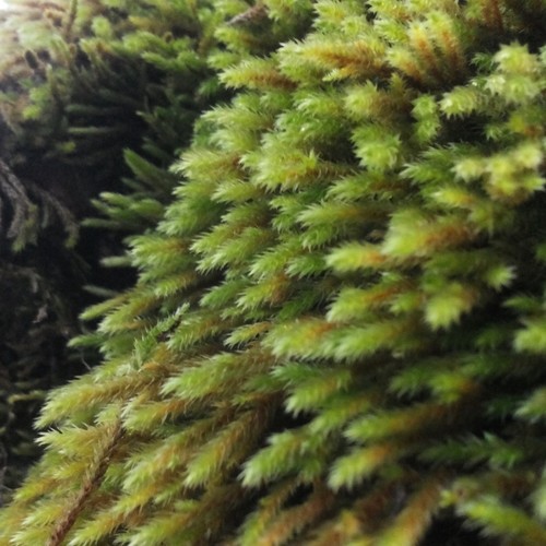 Starry hoar-moss (Hedwigia stellata) Flower, Leaf, Uses - PictureThis