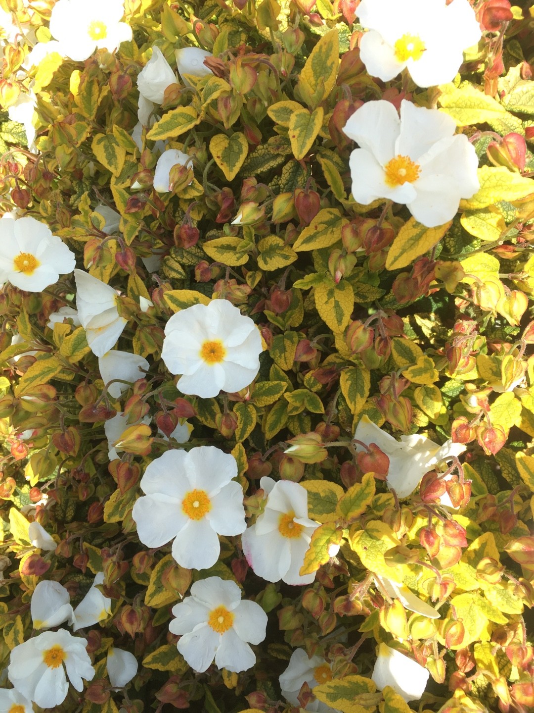 Cistus × hybridus 'Gold Prize' Flower, Leaf, Uses - PictureThis