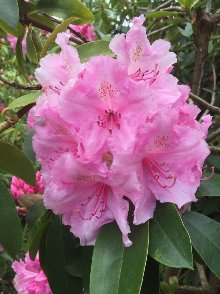 Rhododendron (Rhododendron) - PictureThis