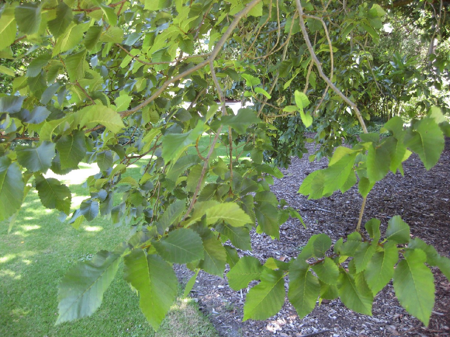 Orme anglais (Ulmus procera) - PictureThis