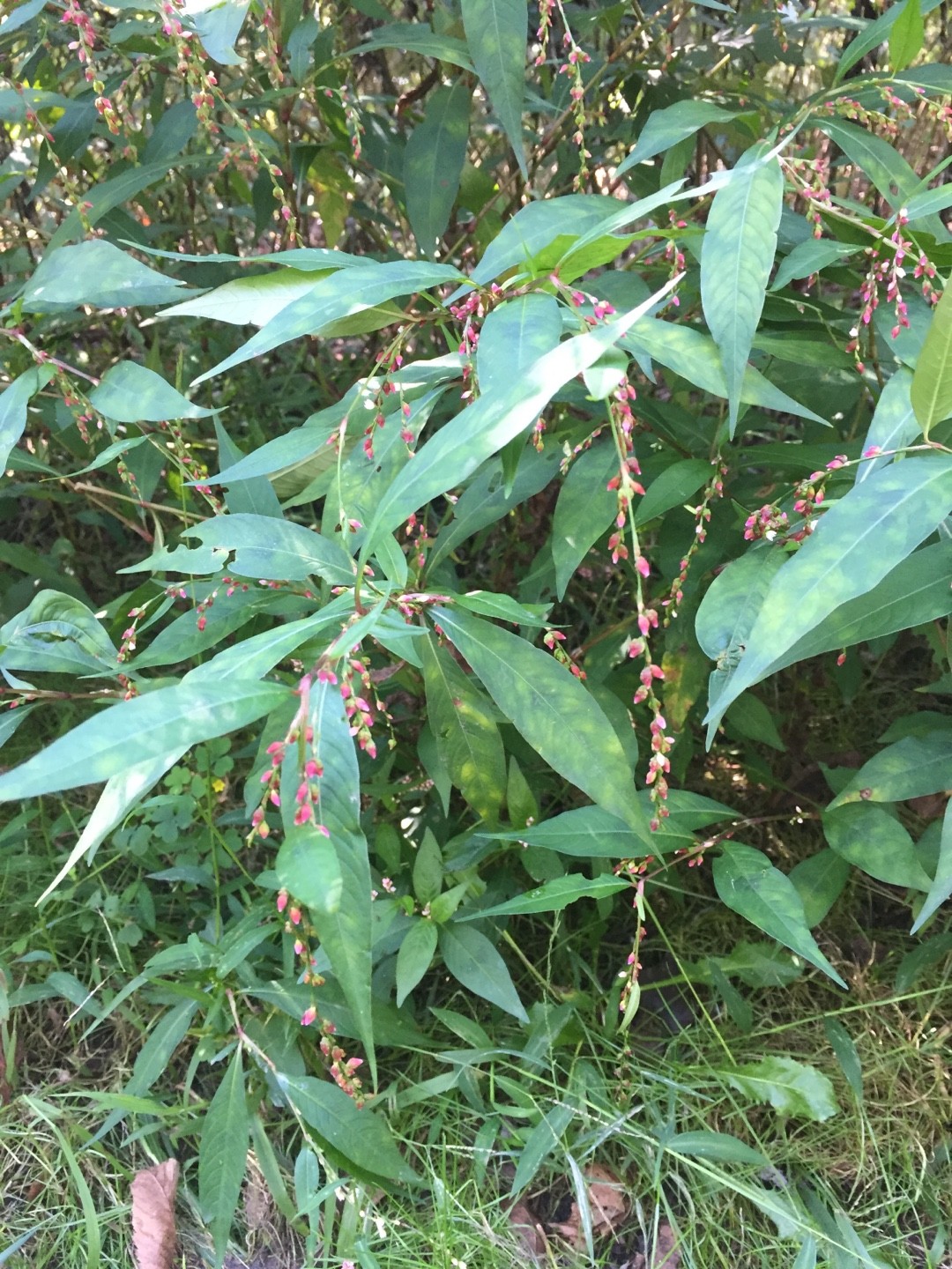Persicaria pubescens - PictureThis