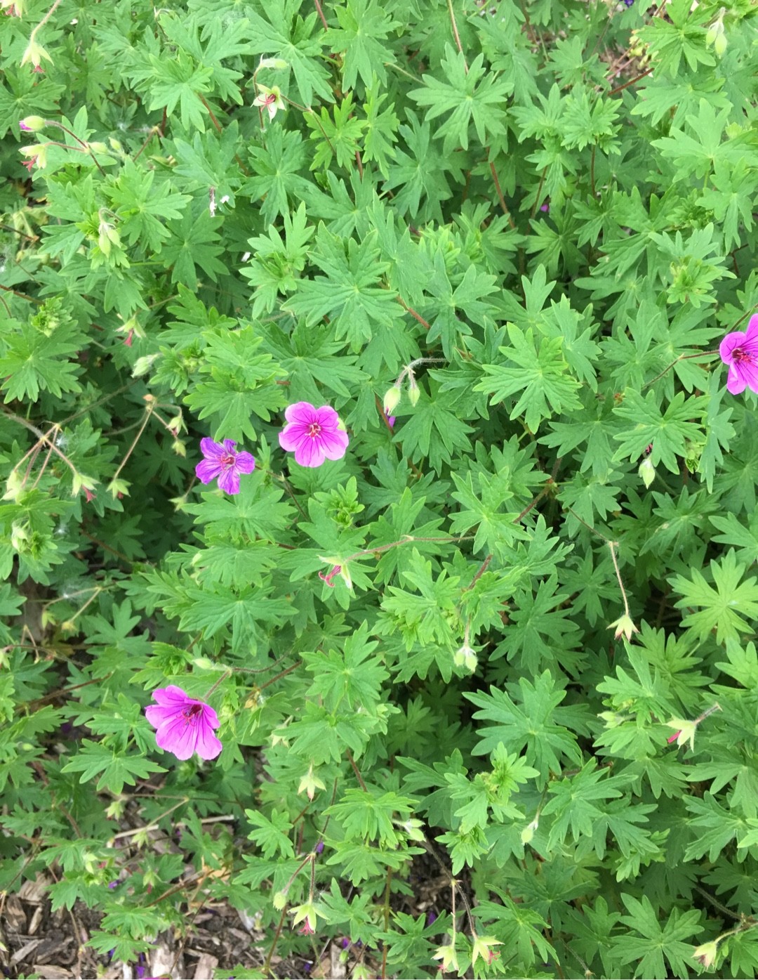 Geranium 'Light Dilys' (Geranium 'Light Dilys') - PictureThis