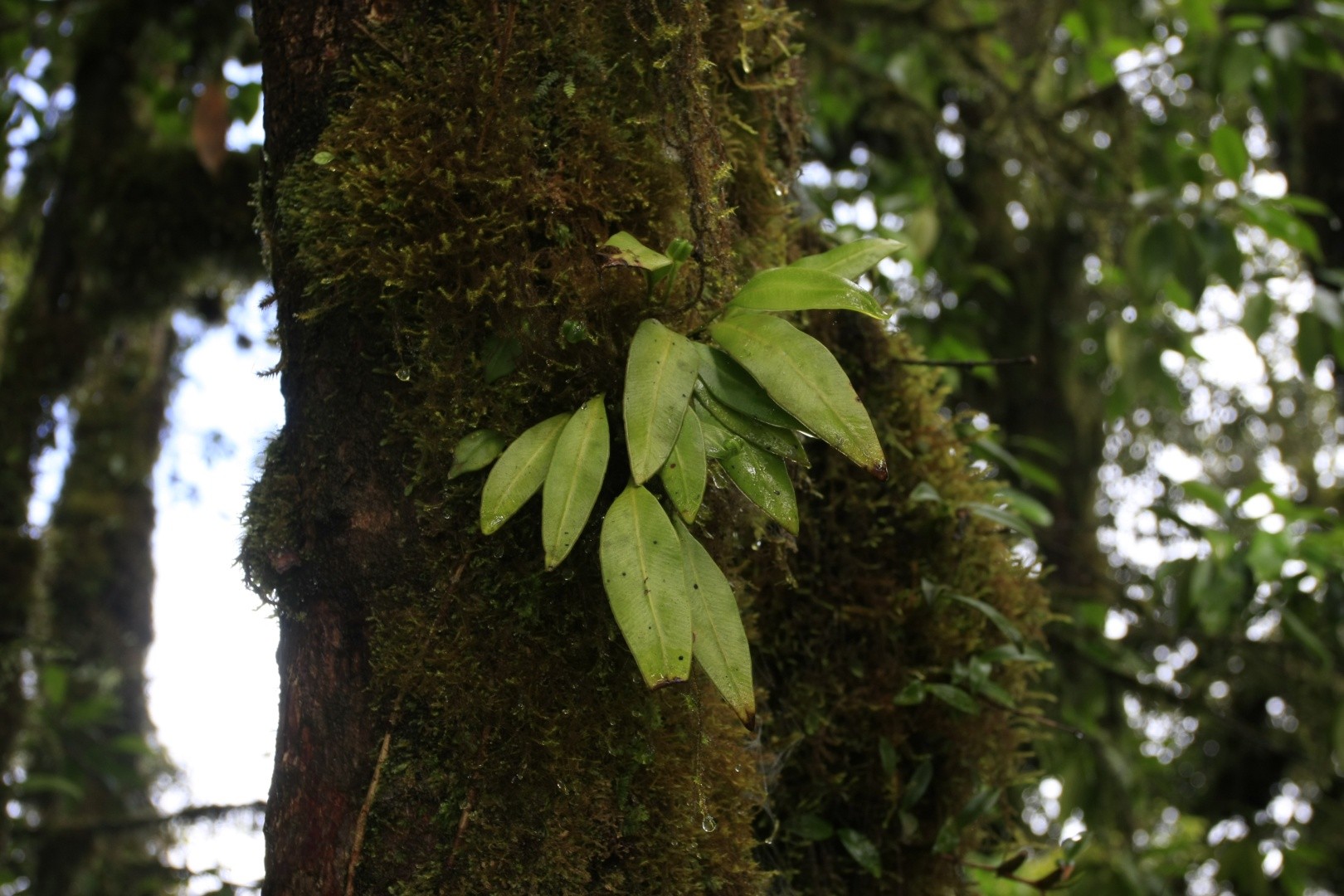 Elaphoglossum conforme - PictureThis