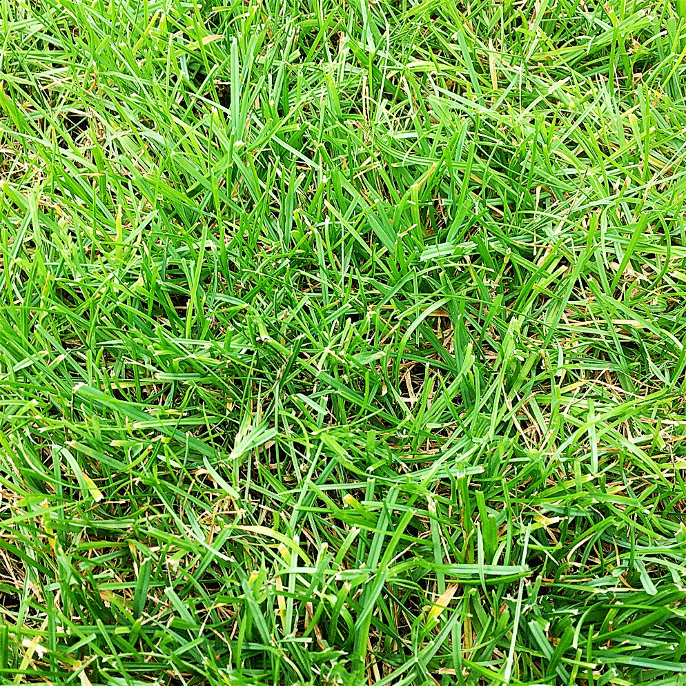 Lolch (Lolium) - PictureThis