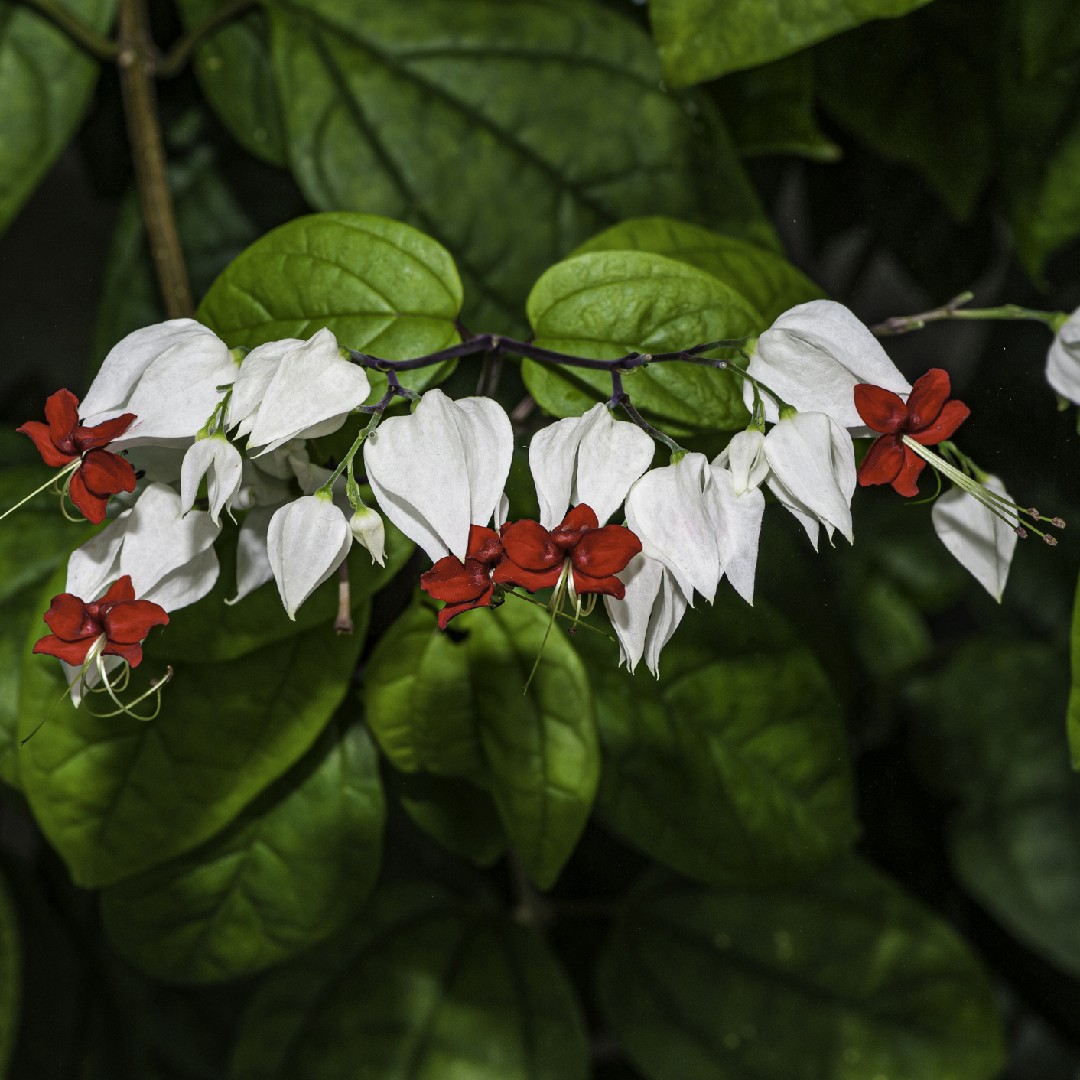 Clerodendrum thomsoniae Cura(Come si cura, Coltivazione, Riproduzione ...