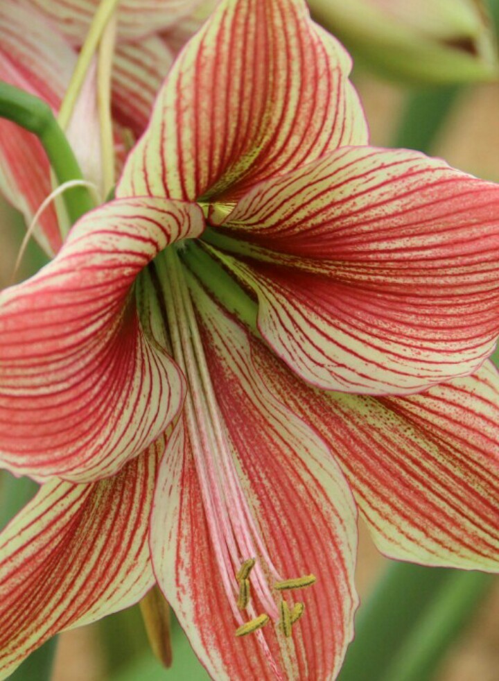 Amaryllis 'Exotic Star' - PictureThis