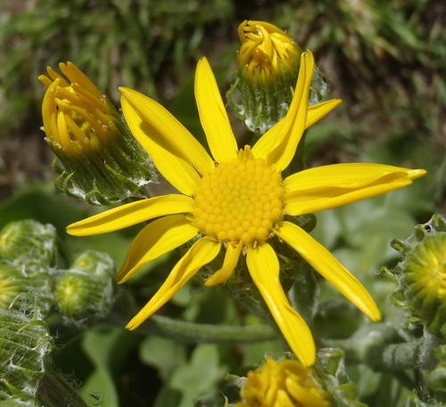 Senecio coronatus - PictureThis