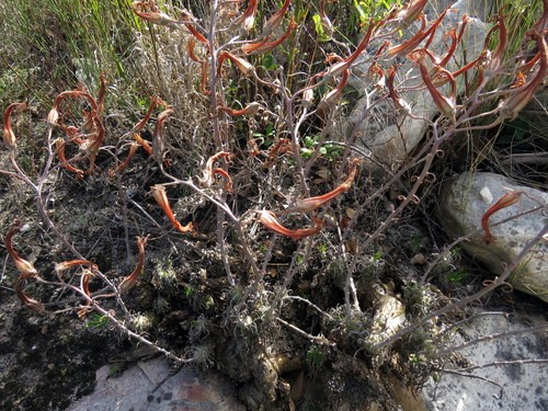 Tylecodon grandiflorus (Tylecodon grandiflorus) - PictureThis