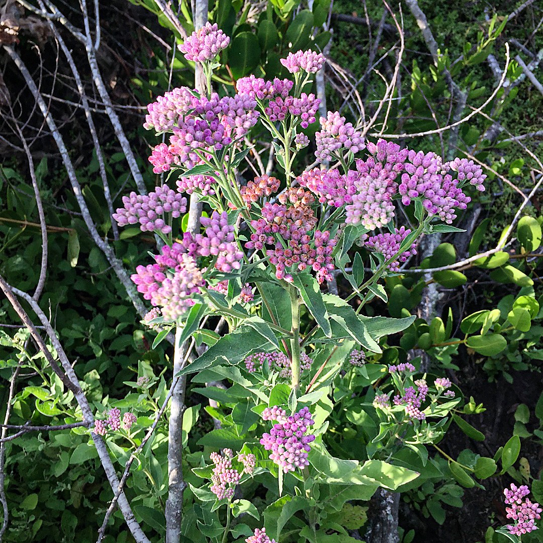 Pluchea odorata 花言葉，学名，よくある質問 - PictureThis