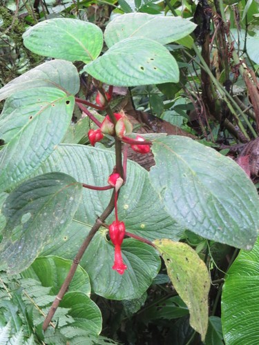 Glossoloma - PictureThis