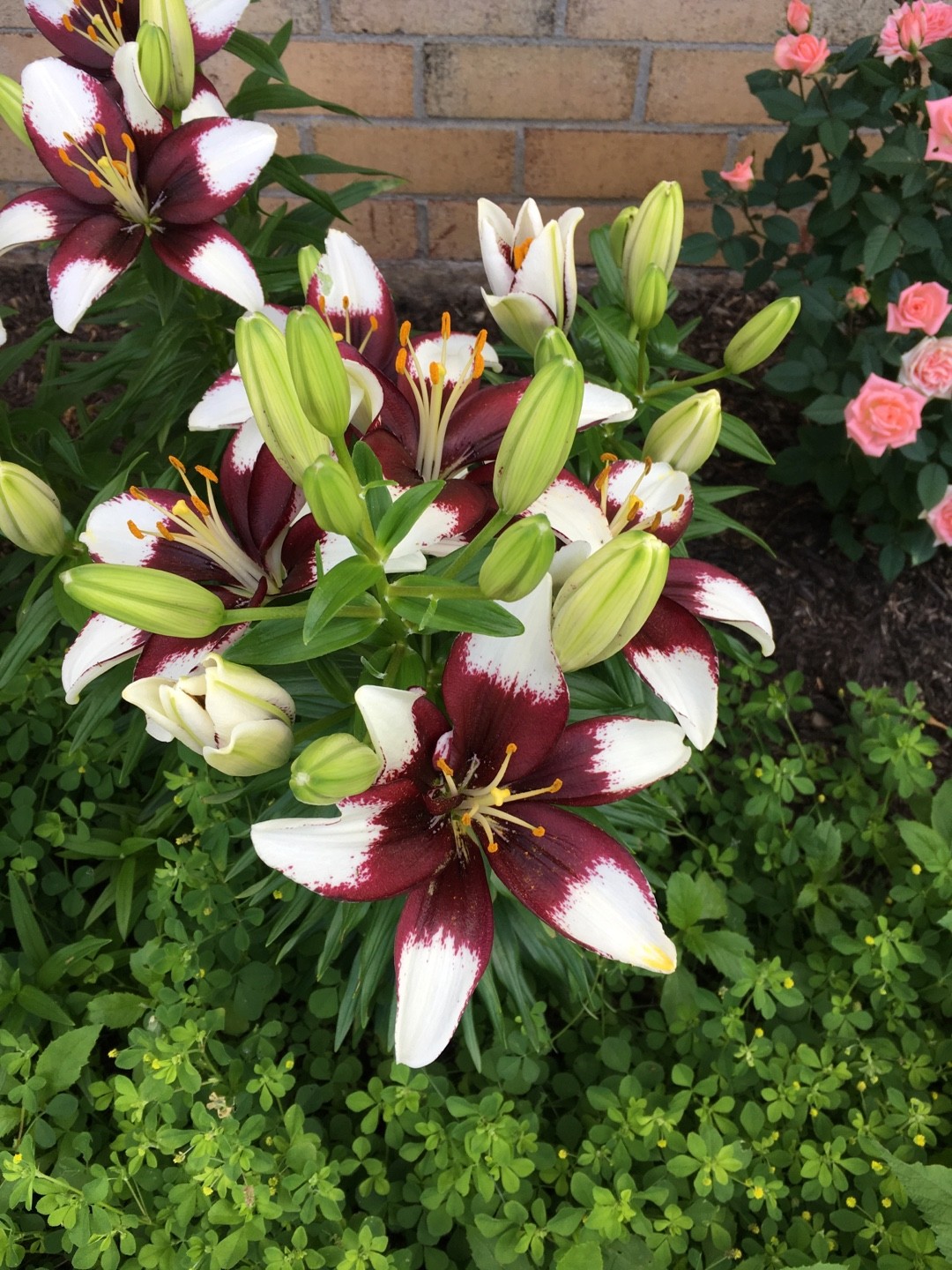 Lilium (Lilium) - PictureThis