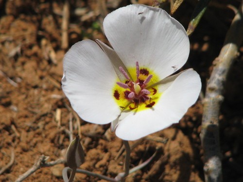 Calochortus - PictureThis