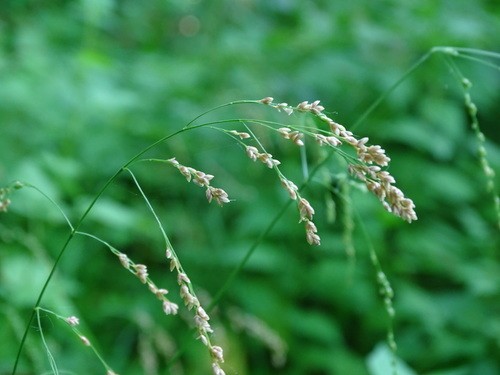Glyceria striata - PictureThis