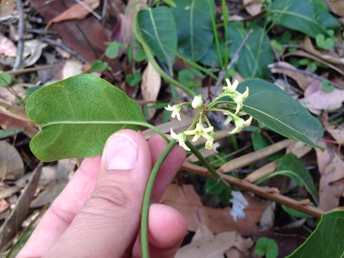 Common milk vine (Marsdenia rostrata) Flower, Leaf, Uses - PictureThis
