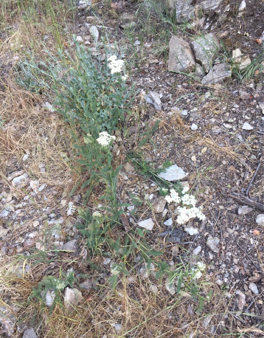 Lepidium appelianum - PictureThis