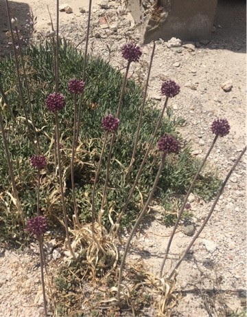 Allium commutatum - PictureThis