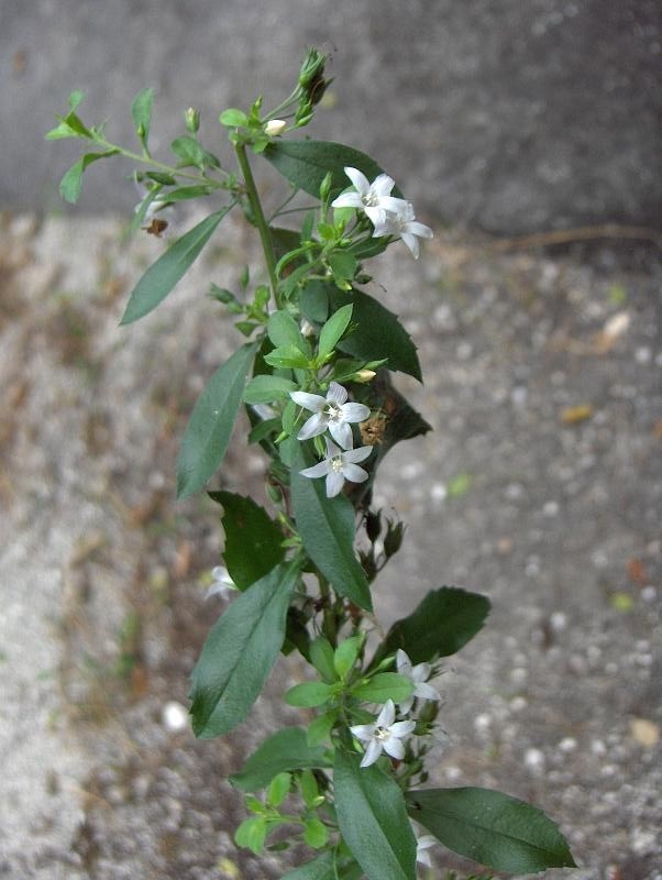 Capraria biflora - PictureThis