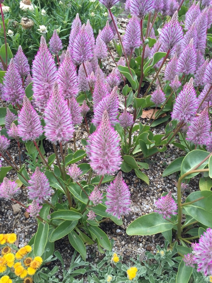 Ptilotus exaltatus 'Joey' Flower, Leaf, Uses - PictureThis