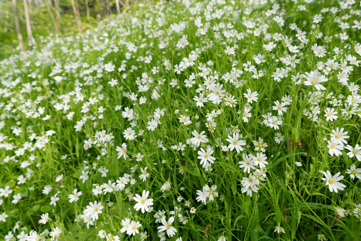 Stellaria dichotoma - PictureThis