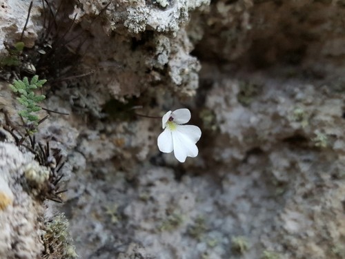 Pinguicula nivalis - PictureThis