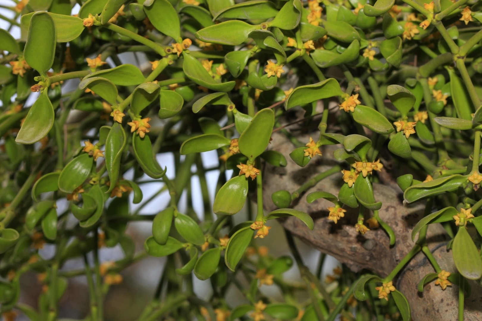 Viscum coloratum - PictureThis