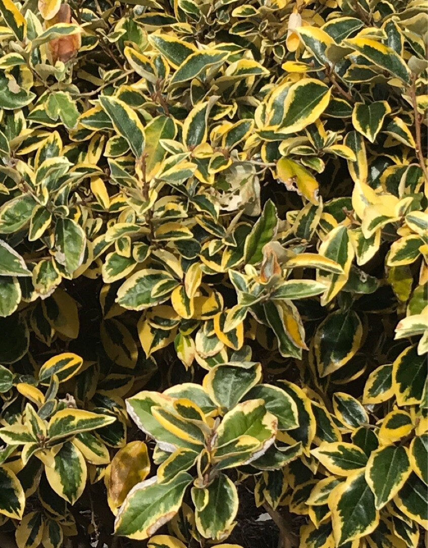 Elaeagnus - PictureThis