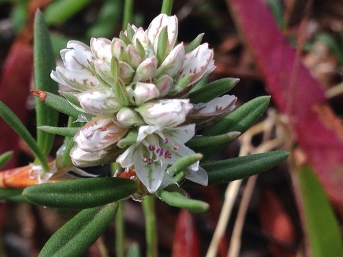 Beach knotweed (Polygonum paronychia) - PictureThis