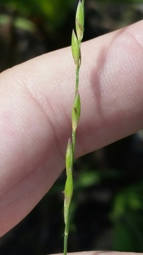 Blue maidencane (Amphicarpum muhlenbergianum) Flower, Leaf, Care, Uses ...