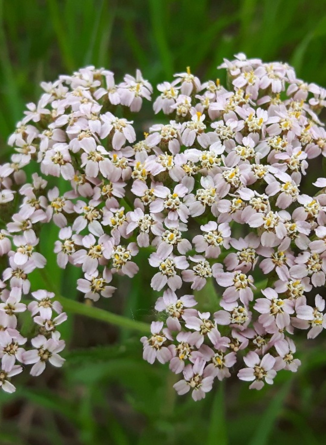 Common yarrow 'Lilac Beauty' Care (Watering, Fertilize, Pruning ...