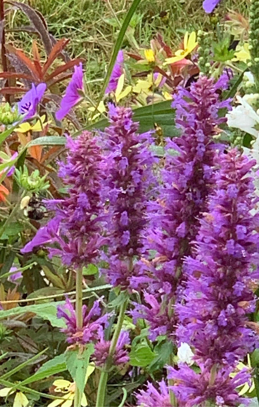 Agastache 'Kudos Silver Blue' - PictureThis