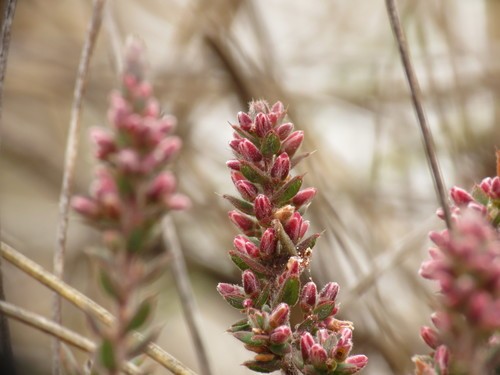Leucopogon microphyllus - PictureThis