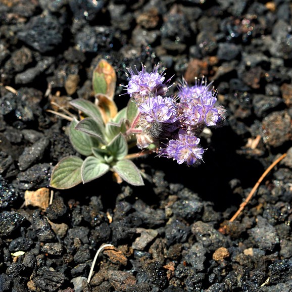 Silverleaf Scorpionweed (Phacelia hastata) Flower, Leaf, Care, Uses ...