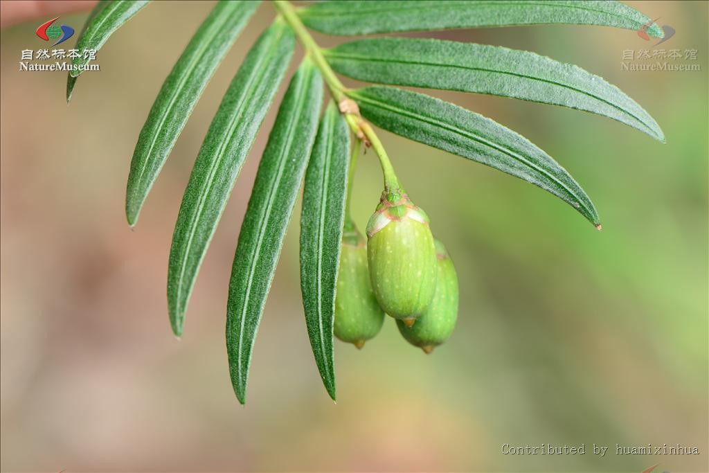 Amentotaxus argotaenia (Amentotaxus argotaenia) - Picturethis