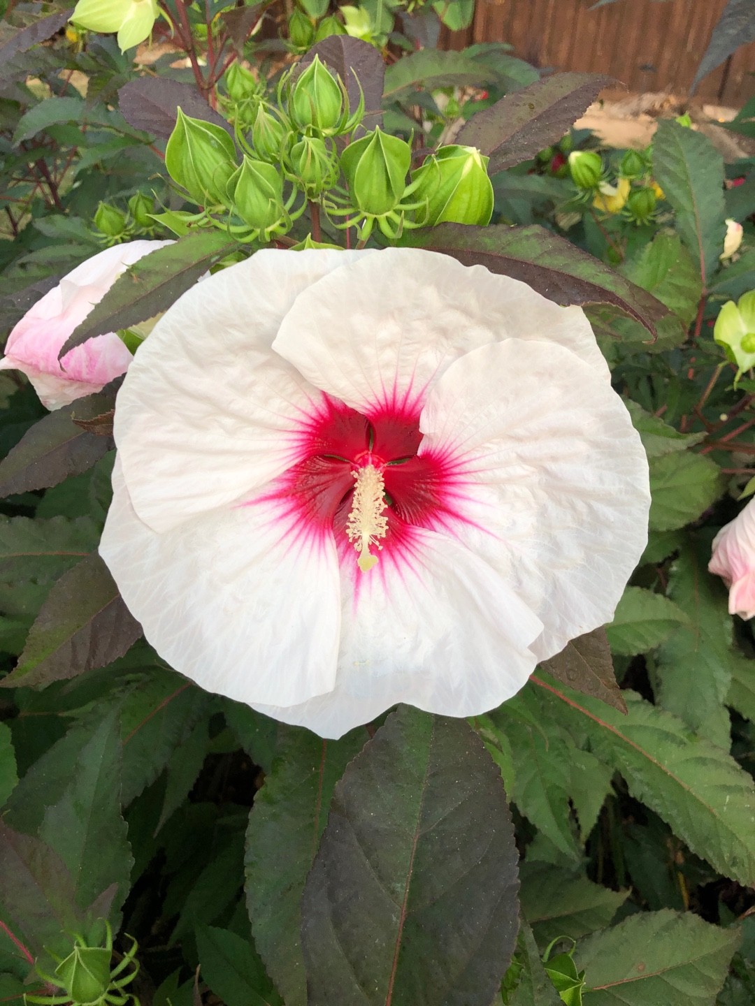 Hibiscus 'Mocha Moon' - PictureThis