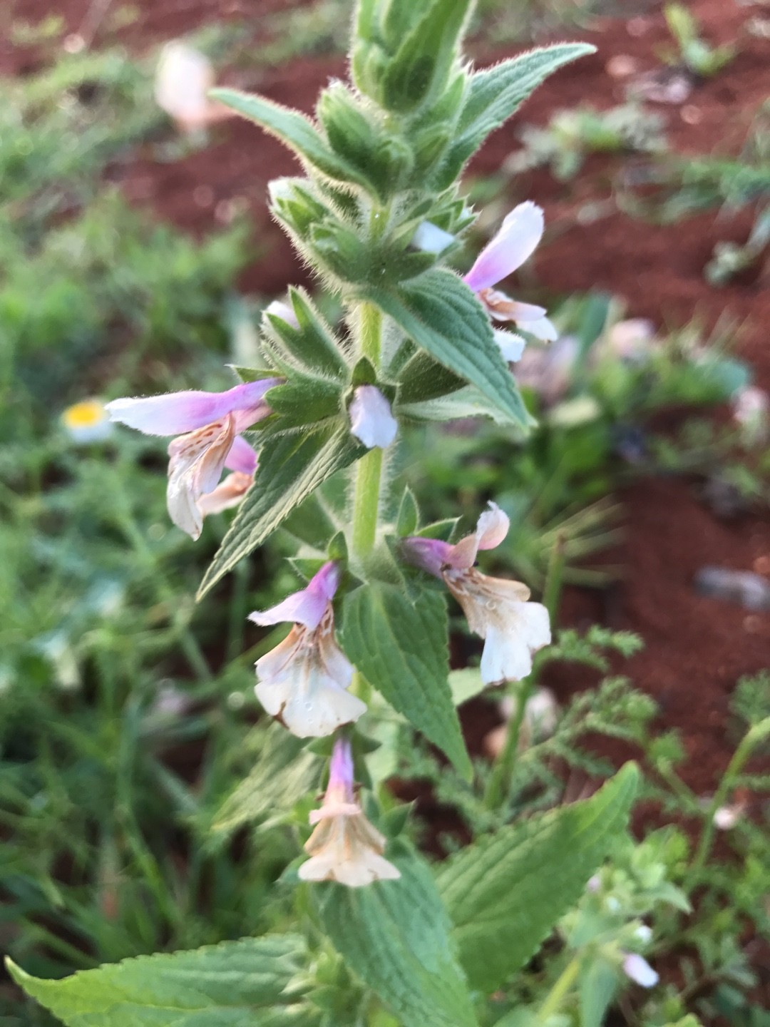 Stachys annua - PictureThis