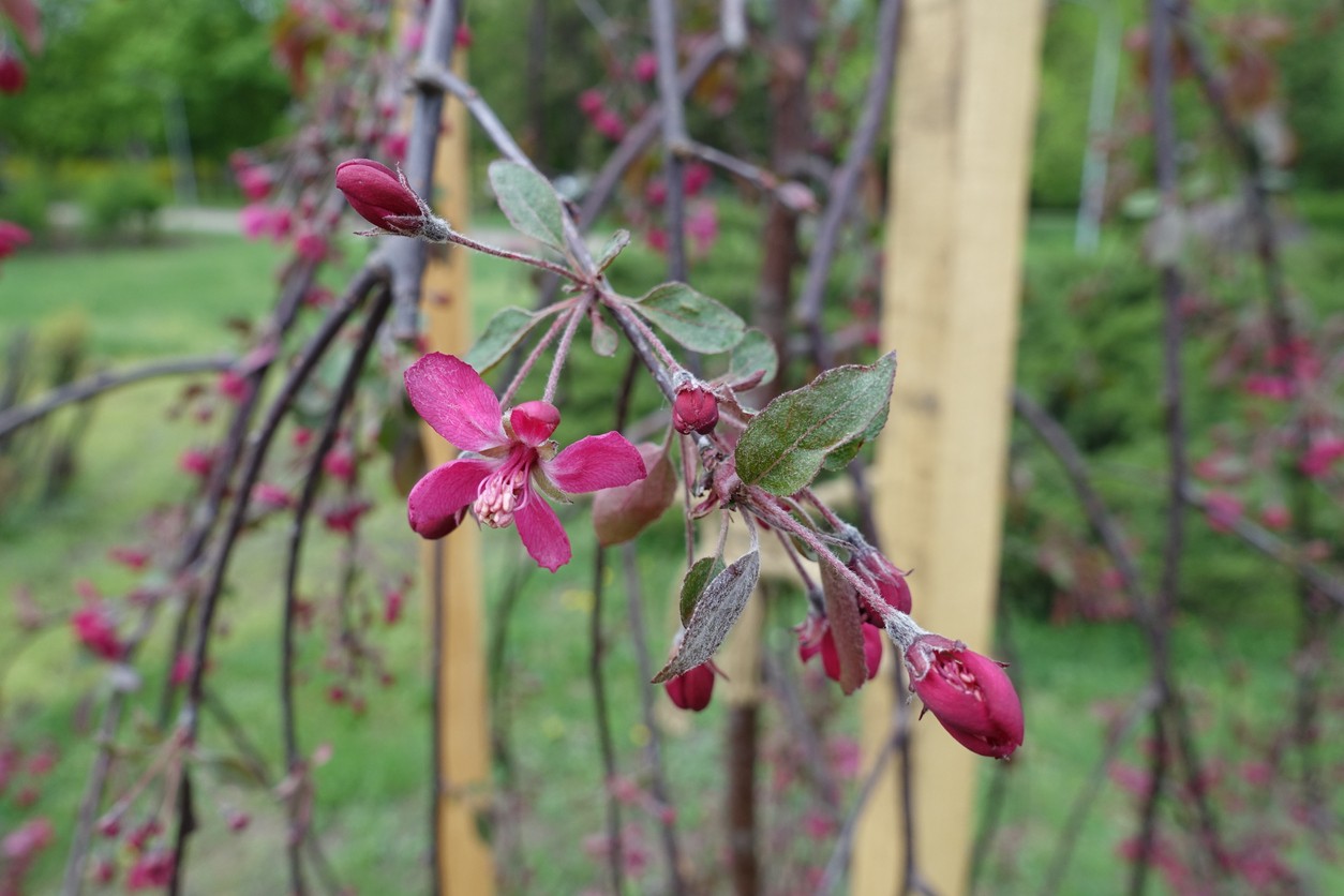 Malus 'Royal Beauty' (Malus 'Royal Beauty') - PictureThis