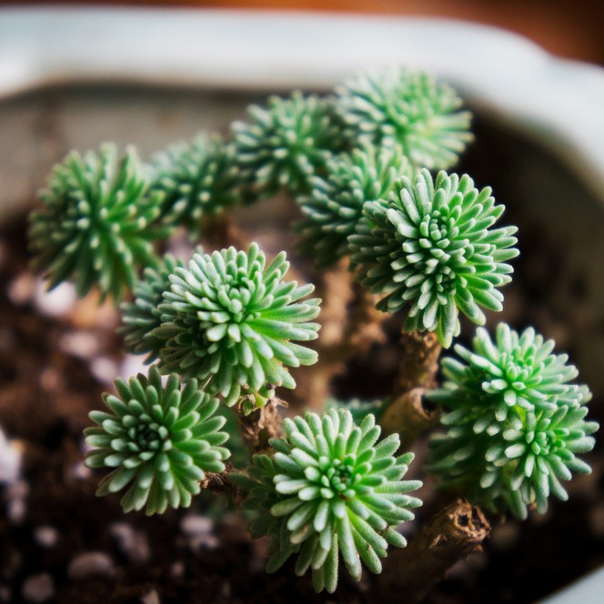 Sedum multiceps Cuidados (Como Cuidar, Doenças, Podar) - PictureThis