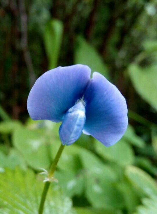 Parochetus communis - PictureThis