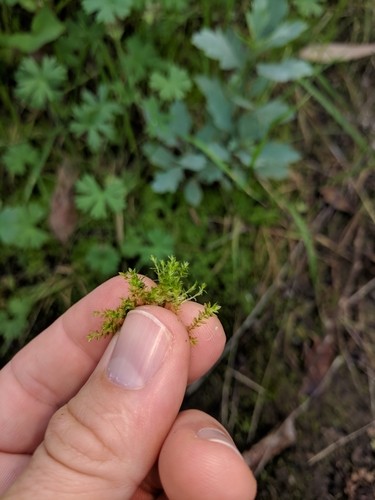 Bryum pseudotriquetrum - PictureThis
